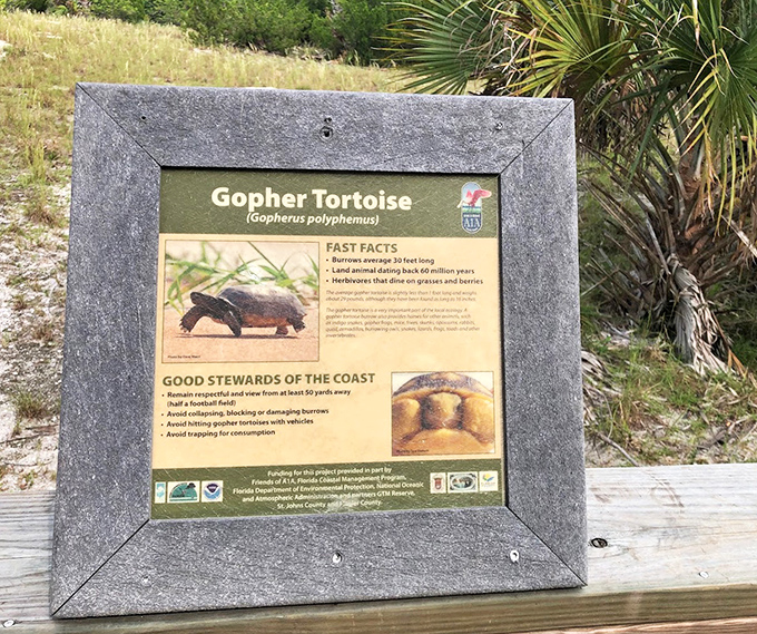 Educational signage about gopher tortoises reminds visitors that these ancient creatures have been social distancing experts for millions of years.
