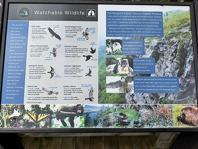 This informational display showcases the park's feathered residents, from majestic eagles to the peregrine falcon &ndash; nature's fighter jet with feathers.