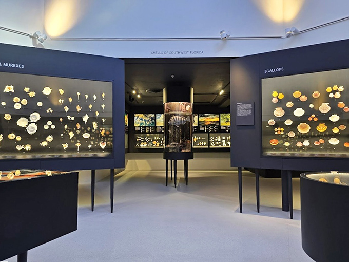The museum's elegant display cases transform scientific specimens into art objects, arranged with the careful consideration of a master jeweler showing precious gems.