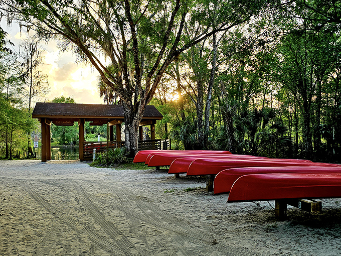 Vibrant red canoes await adventure-seekers at sunset, promising early morning journeys through mist-covered waters and close encounters with wildlife.