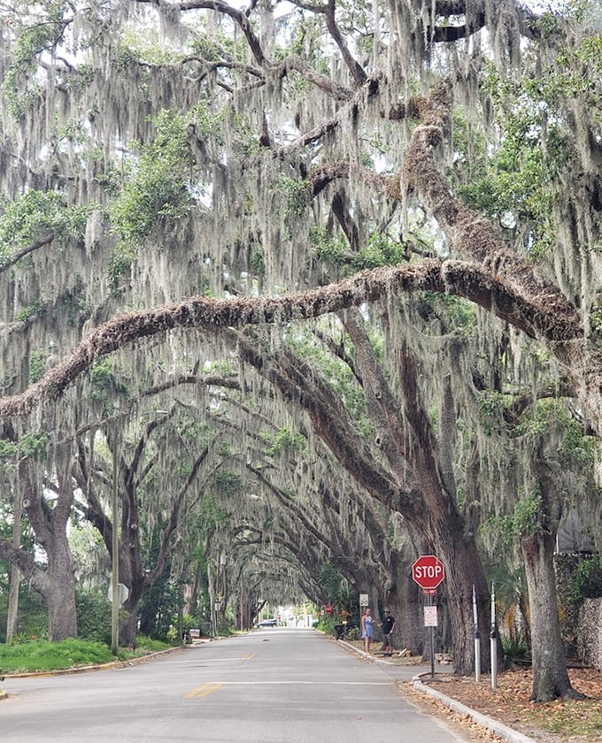 These ancient live oaks don't just provide shade &ndash; they create an entire ecosystem supporting birds, moss, ferns, and countless other species.