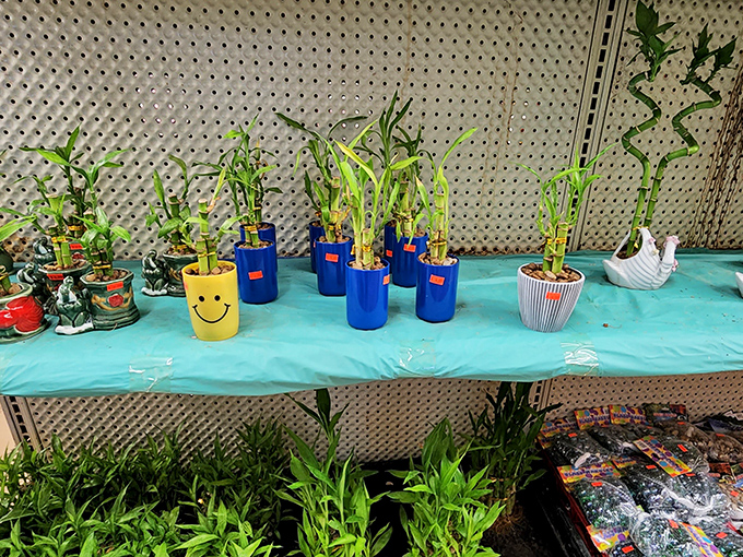 Lucky bamboo plants reach skyward from colorful containers, promising good fortune with minimal watering requirements.