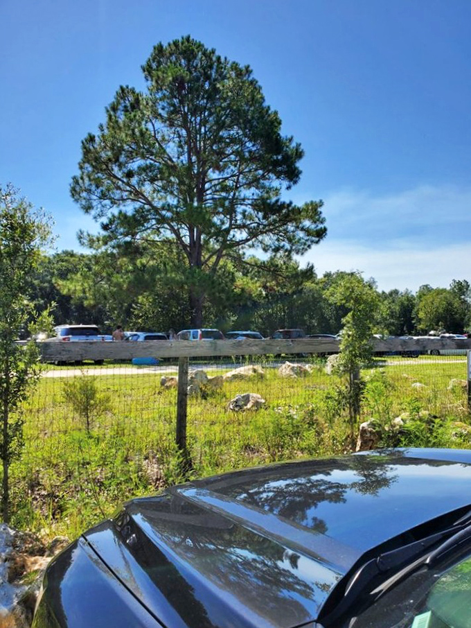 Even the parking area at Ginnie Springs feels like part of the adventure &ndash; a final pause before diving into Florida's most beautiful natural playground.