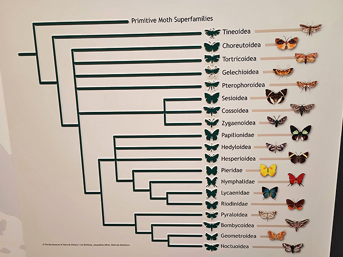 This phylogenetic tree maps butterfly evolution, making science accessible and surprisingly interesting when the subjects are this photogenic.