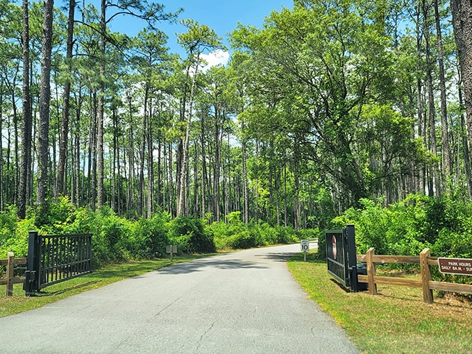 The entrance road beckons with promises of geological wonders ahead &ndash; like nature's version of a red carpet, minus the paparazzi.