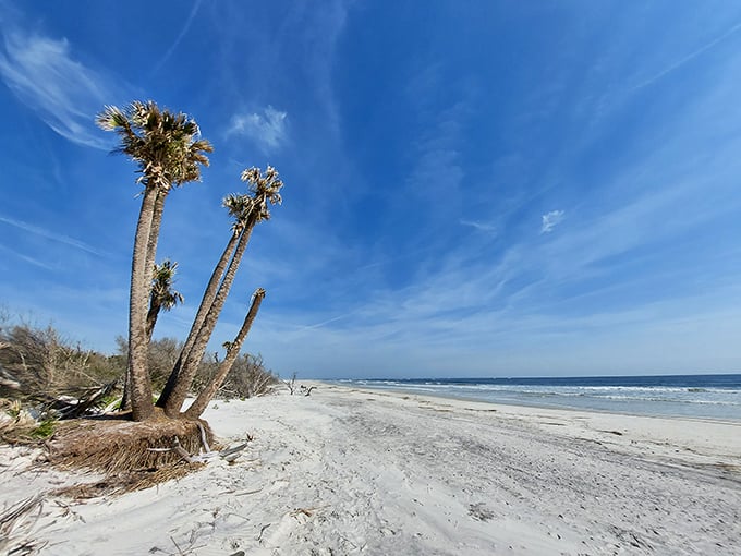 Palm sentinels stand guard over Little Talbot's pristine shoreline, their weathered trunks telling stories of survival against Atlantic storms.
