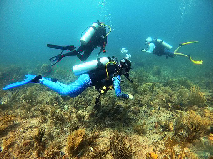 Scuba divers drift over Florida's underwater gardens, where sea fans wave gently in currents like underwater palm trees.