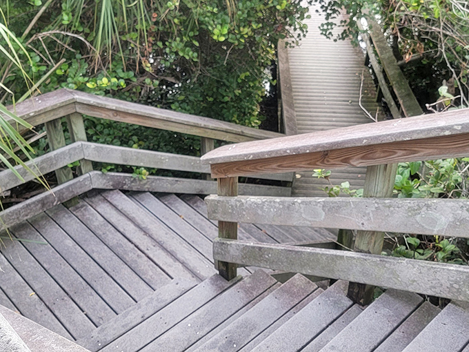 The wooden staircase zigzags downward, each step bringing visitors closer to the intimate details of wetland life that can't be appreciated from a distance.