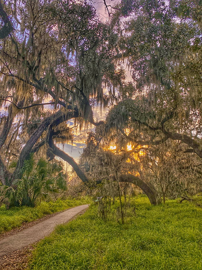 Nature's grand finale: Spanish moss silhouetted against a Florida sunset creates a magical end to a day at Circle B.