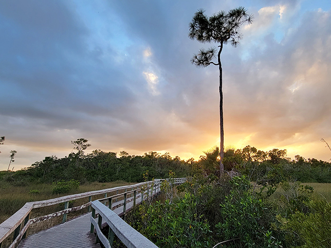 Sunset transforms the boardwalk into a golden pathway, with the lone pine standing sentinel against the painted Florida sky.