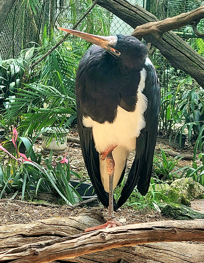 This majestic stork seems to be judging your outfit choices with its penetrating gaze and impeccable black-and-white plumage.