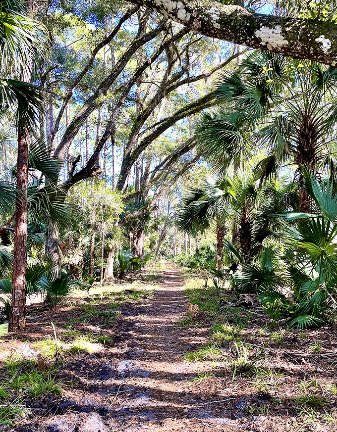 Dappled sunlight illuminates the trail ahead, beckoning adventurers deeper into the old-growth forest's embrace.