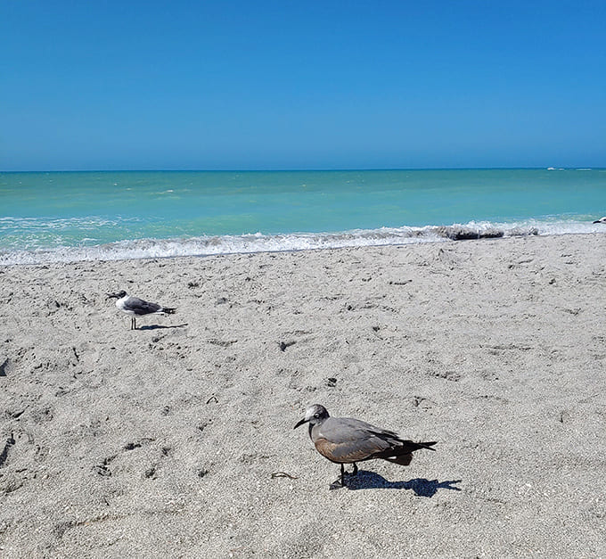 These laughing gulls are probably discussing where to find the best unattended sandwiches, their favorite beach pastime.