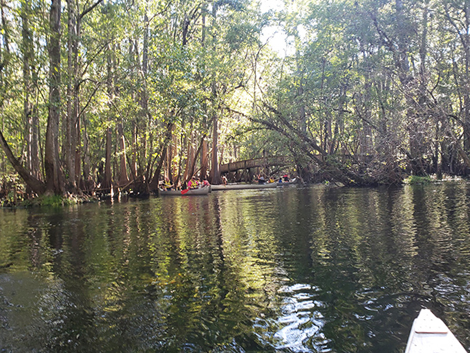 Paddlers glide through a cathedral of cypress trees &ndash; nature's answer to stained glass and soaring arches.