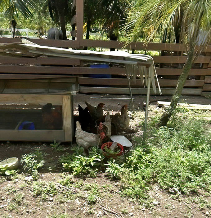 Farm-fresh doesn't get more literal than these free-ranging chickens, strutting around like they own the place (and honestly, they kind of do).