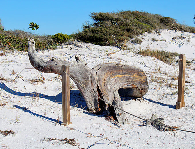 Beach sculpture gallery &ndash; this weathered driftwood has been shaped by salt, sun and sea into natural art.