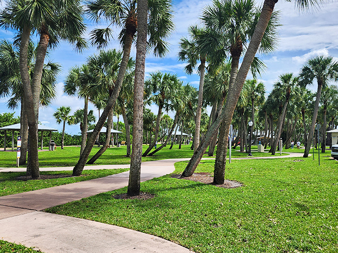Palm trees sway in perfect formation at Stuart's waterfront park, nature's own welcoming committee.