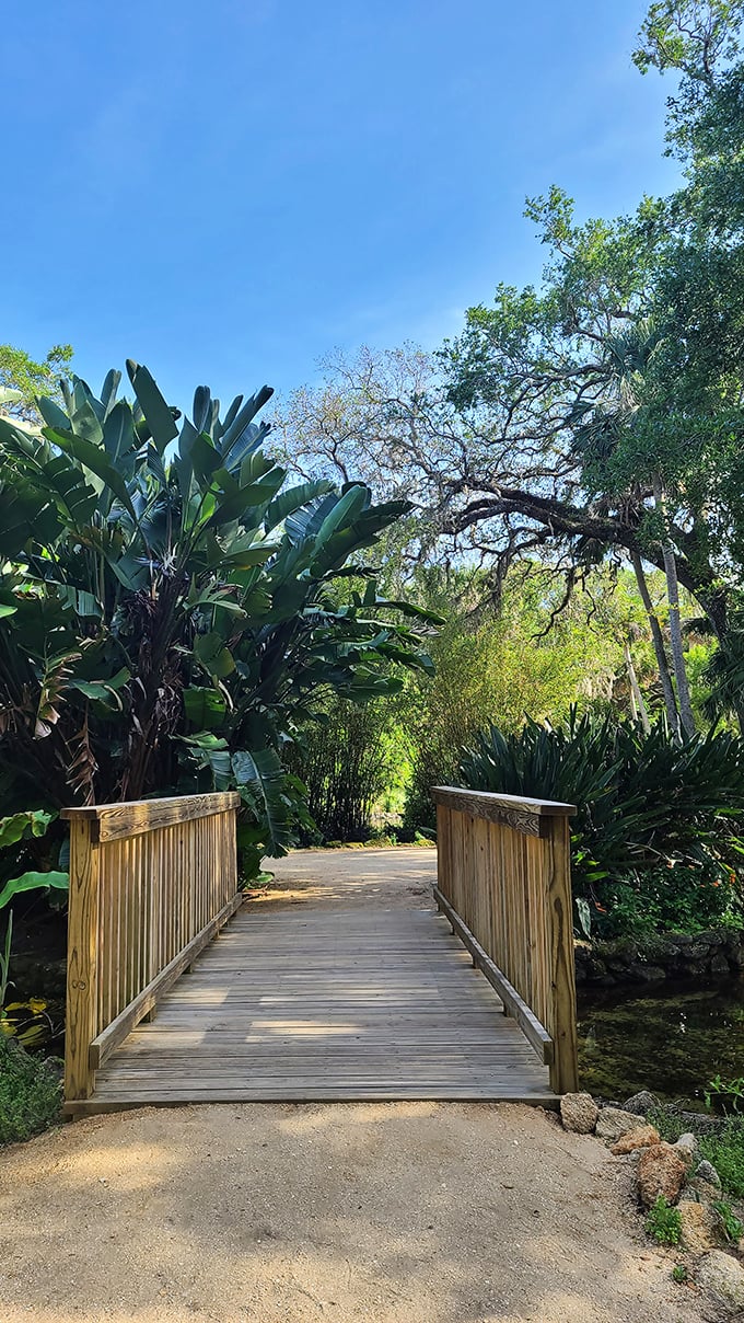 A simple wooden bridge becomes a portal between worlds, connecting different ecosystems with the quiet confidence of thoughtful design.
