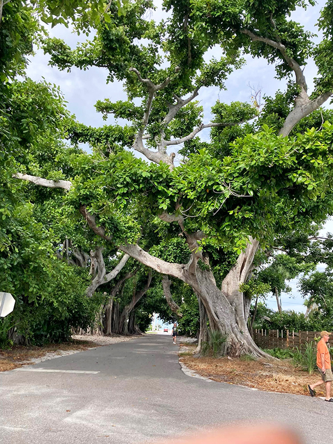 The verdant archway stretches ahead like an invitation to slow down and remember that not everything worth seeing requires a ticket.