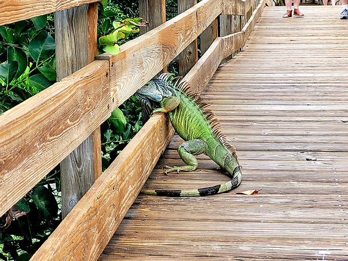 "Excuse me, this is my sunbathing spot"&mdash;Wakodahatchee's resident iguanas add tropical flair to the boardwalk experience with their prehistoric presence.