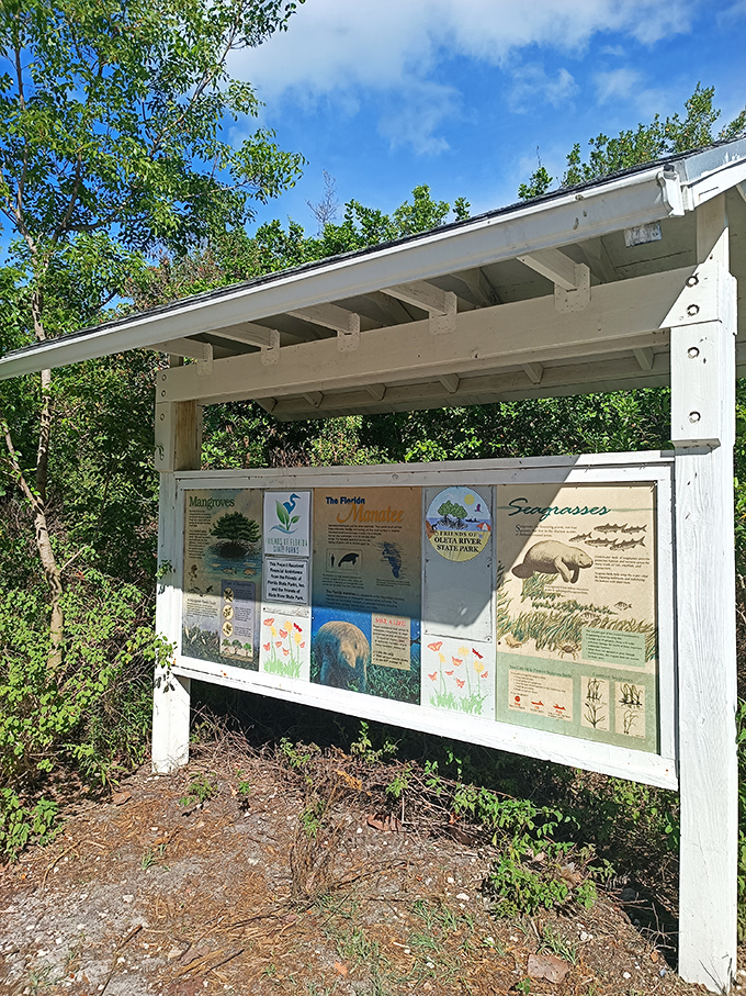 Nature's cheat sheet reveals the secrets of Oleta's ecosystem, turning casual visitors into amateur naturalists one fact at a time.