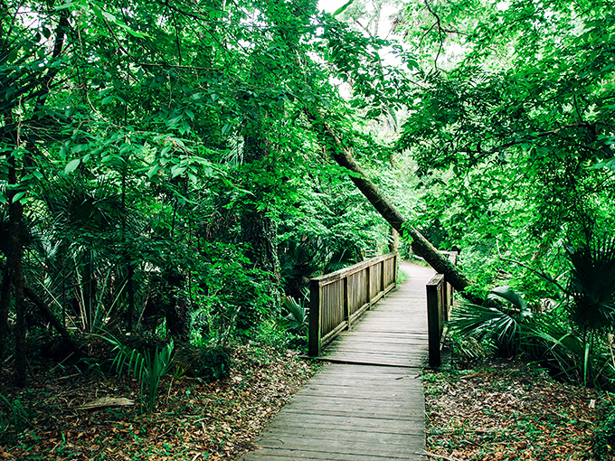 Nature's own meditation path, where every turn reveals another scene worthy of being your phone's background.