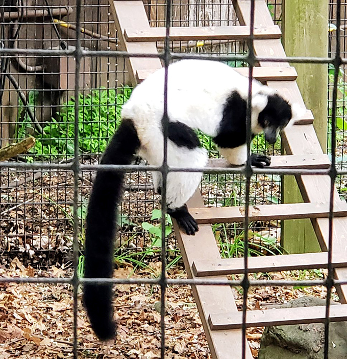 The lemur navigates its enclosure with the agility of an Olympic gymnast and the striking black-and-white fashion sense of a 1920s film star.