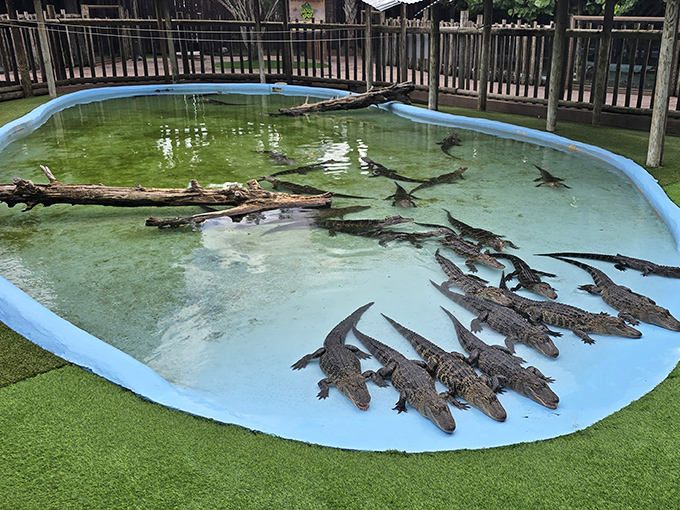 Even the alligators seem to be enjoying their Florida retirement, sunning themselves in perfect formation like scaly synchronized swimmers on break.