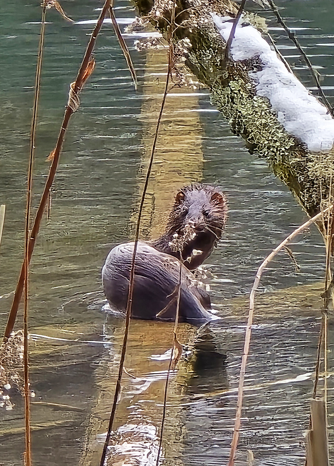 "Excuse me, coming through!" A mink makes its morning commute across fallen logs, completely unbothered by its status as the park's cutest resident.