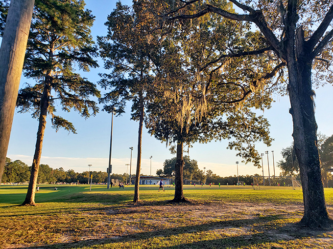 Open parkland provides a dramatic contrast to the canopy road, reminding visitors of Florida's diverse ecosystems existing side by side.