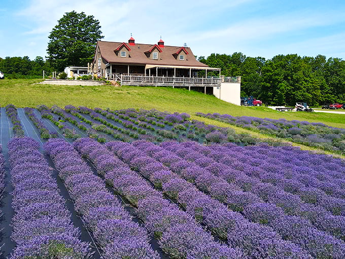 Petoskey Farms Vineyard Rows of purple lavender lead to a rustic tasting room, where Michigan wines prove that great vintages don't require Napa zip codes.