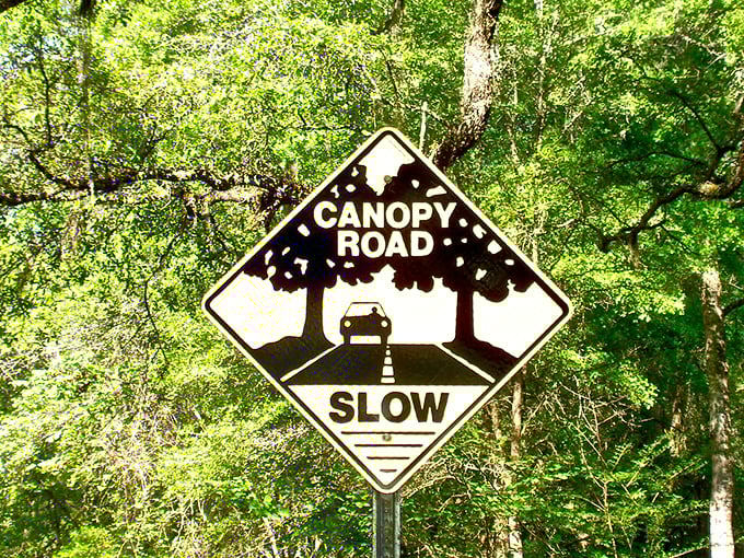 Even the road signs get special treatment in Tallahassee – this whimsical marker reminds drivers they're entering a place where nature rules.