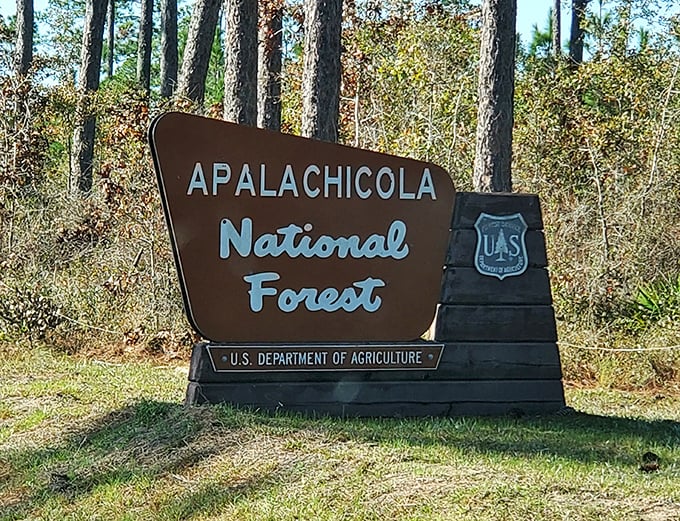 The forest's welcome sign stands as a promise of adventure, marking the boundary between everyday life and wild Florida magic.