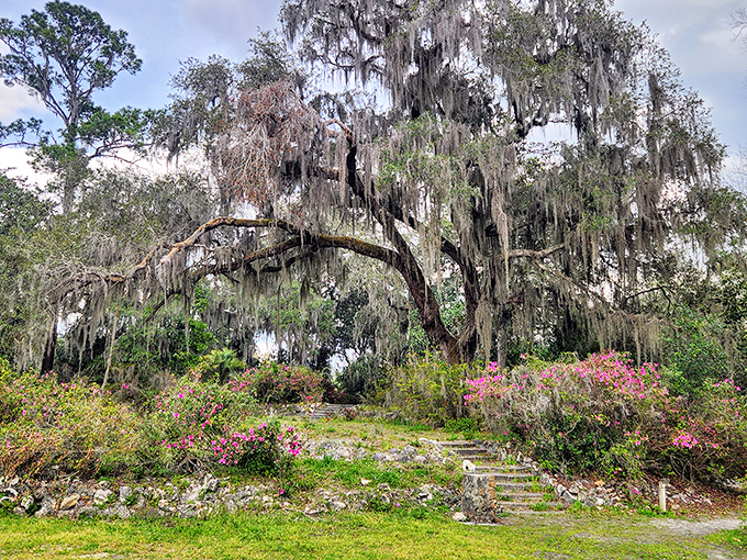 A magnificent oak draped in Spanish moss creates a natural cathedral above vibrant azaleas &ndash; the signature flora that made Ravine Gardens famous.