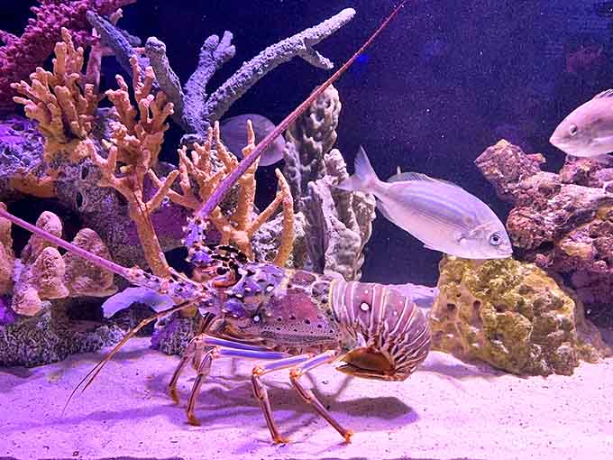 This spiny lobster seems to be posing for its glamour shot among vibrant coral, showcasing the diversity of marine life on display.