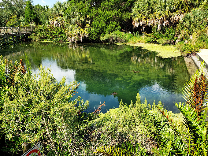 Crystal clear spring waters reveal an underwater world&mdash;like having your own personal aquarium without the maintenance.