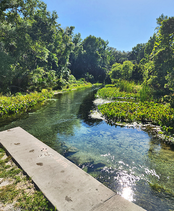 Sunlight dapples the spring run, creating a natural light show on the water's surface. This peaceful stretch invites contemplation &ndash; and maybe just one more float before heading home.