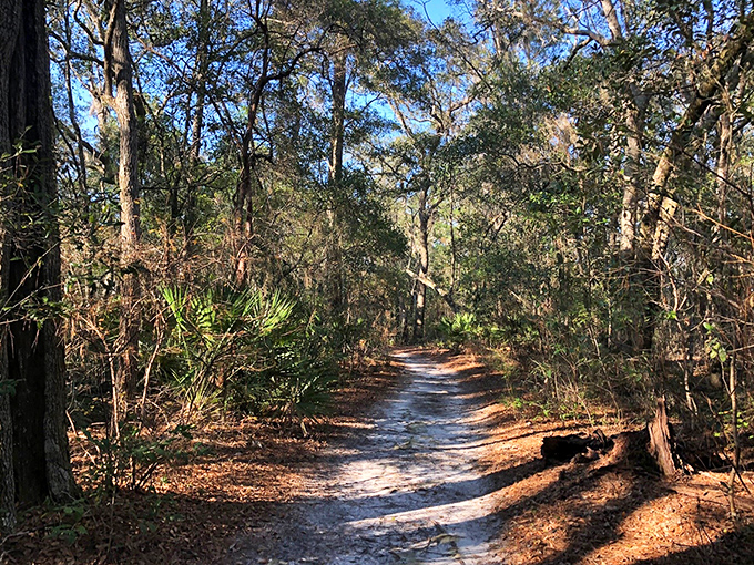 Sunlight dapples this inviting trail, beckoning visitors deeper into Eden Gardens' natural wonders with promises of serenity ahead.