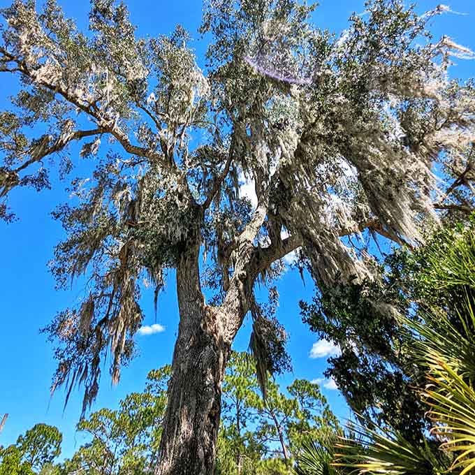 Ancient trees draped in Spanish moss tower overhead, creating the kind of atmospheric Southern Gothic setting that makes even the most rational person consider that maybe, just maybe, the stories are true.