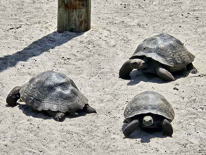 Three tortoises demonstrate the art of slow living, their ancient faces seemingly unchanged since dinosaurs roamed the Florida peninsula.