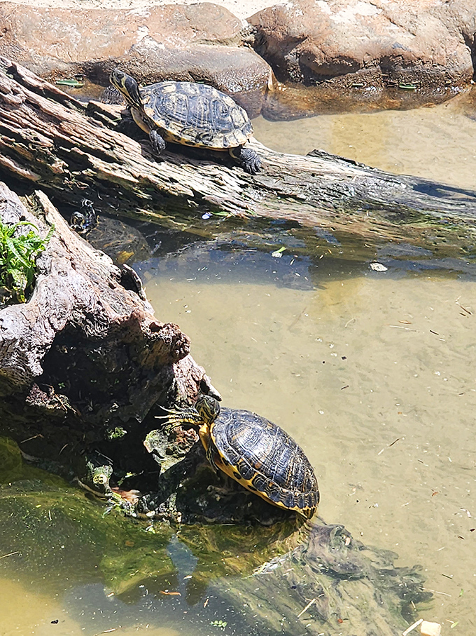 Not all residents sport scales and teeth&mdash;these shelled sunbathers add to the diverse wildlife experience, demonstrating nature's perfect patience as they bask.