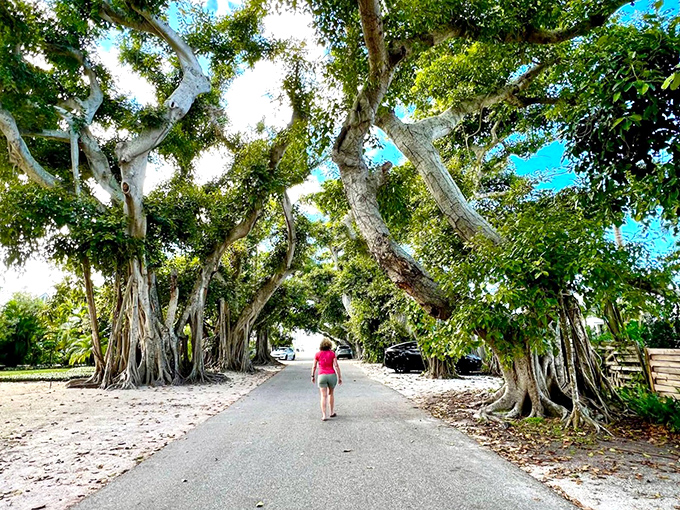 The path ahead looks promising when it's lined with botanical giants that have witnessed a century of island stories.