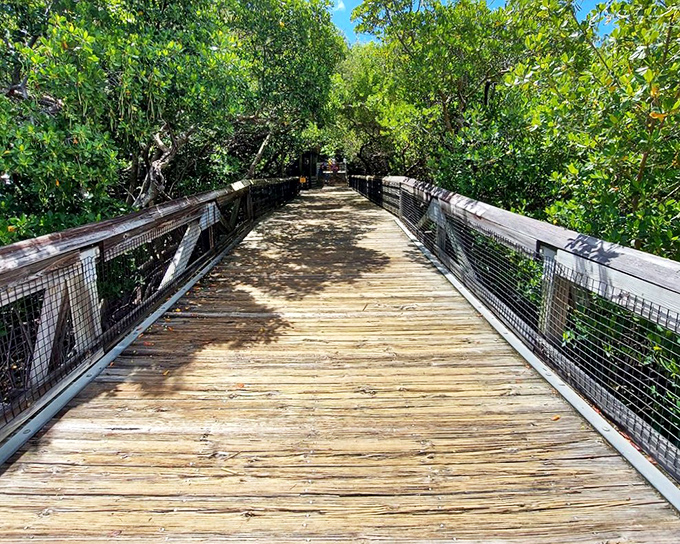 Elevated wooden boardwalk: Threading through the mangrove canopy like nature's own skyway, offering glimpses into ecosystems few visitors ever see.