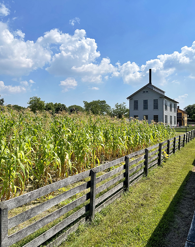 Corn stalks stretch toward blue skies behind split-rail fencing, demonstrating agricultural traditions that have fed America for generations.