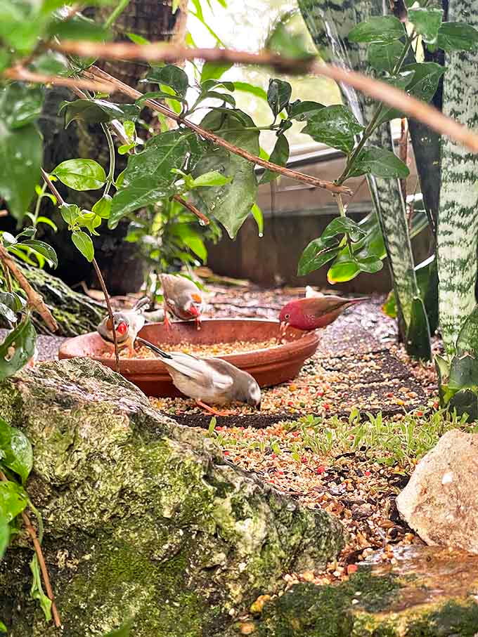 Finches share the rainforest space, adding birdsong to the butterfly ballet in nature's most charming collaboration.