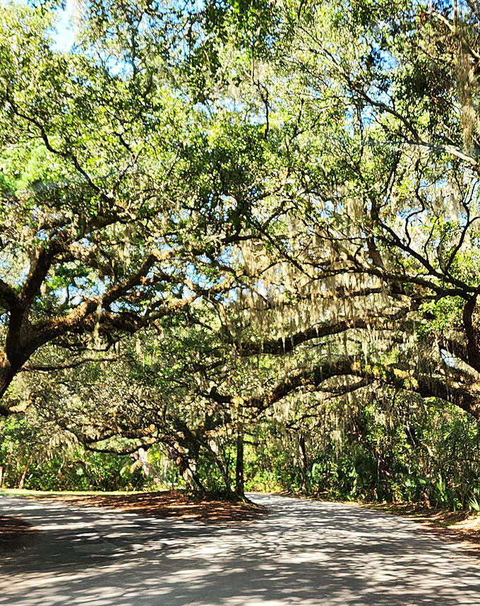 Fort Clinch's entrance invites exploration through a tunnel of trees that have stood guard for generations of grateful visitors.