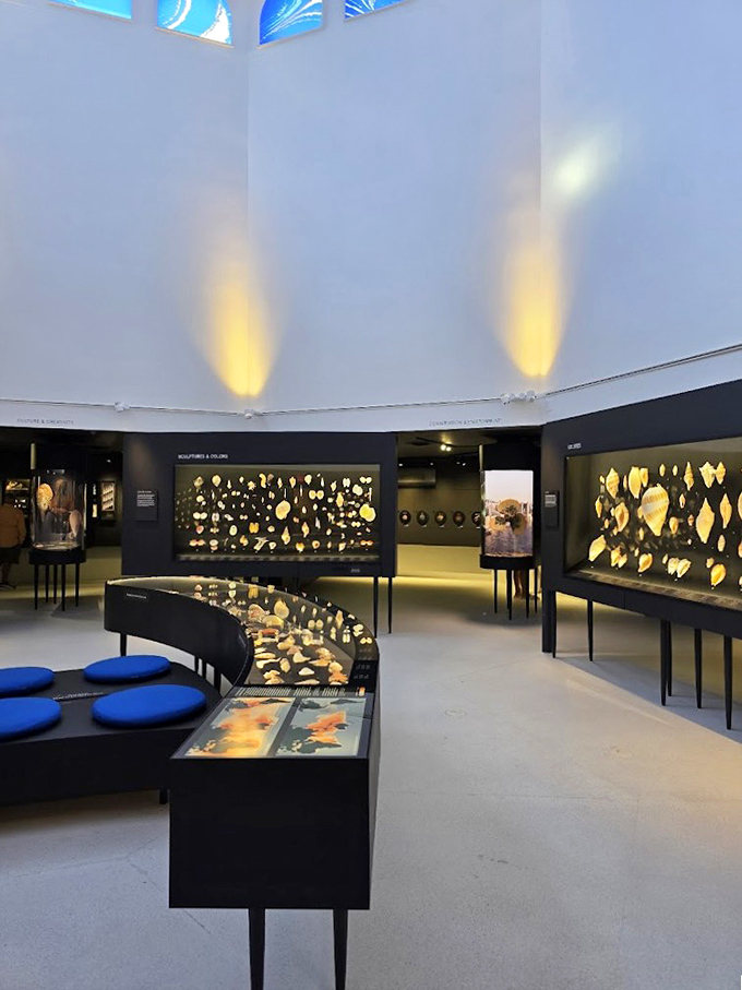 Soaring ceilings and thoughtful lighting create a cathedral-like atmosphere, giving these humble ocean treasures the reverence they've earned through millions of years of evolution.