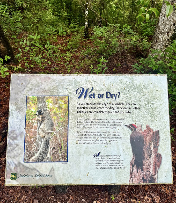 This informative sign explains the fascinating science behind sinkholes, turning a hike into an educational experience.