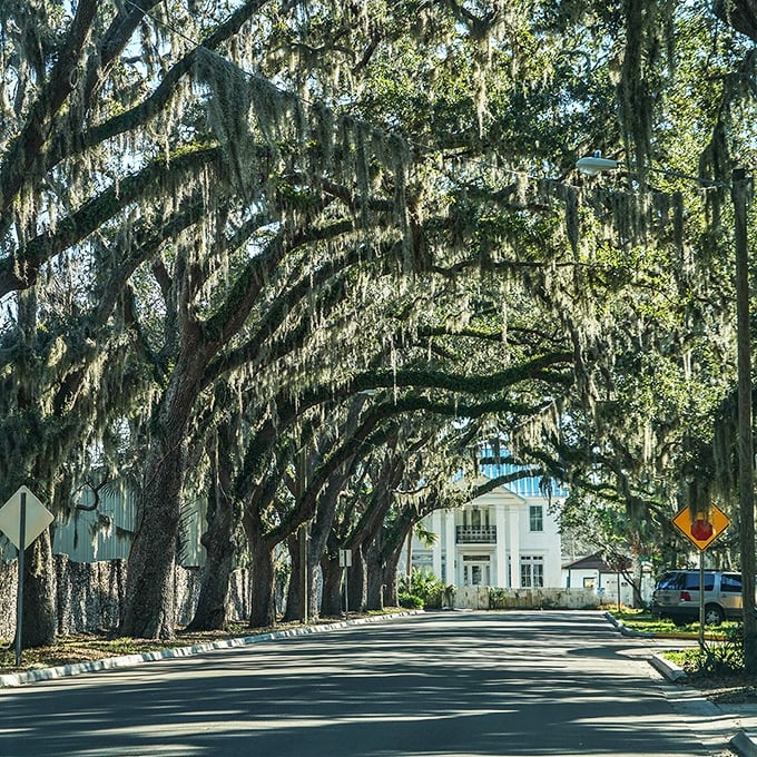 These oak trees aren't just growing &ndash; they're reaching toward each other in a centuries-long embrace, creating a living roof that shelters all who pass beneath.
