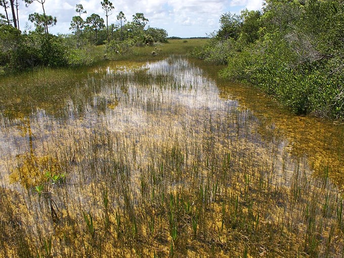 Shallow waters create a mirror effect across the sawgrass prairie, doubling the visual impact of this uniquely Floridian landscape.